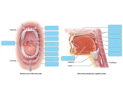Oral Cavity And Pharynx Quiz