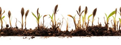 Cross Section Seamless Tileable Row Of Budding Sprouts Of New Growth