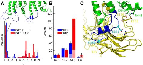 Gpcr Intracellular Loop Regulation Of Beta Arrestin Mediated Endosomal