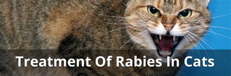 Rabies In Cats Symptoms Causes Treatments And What To Do