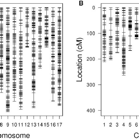 Snp Based Genetic Linkage Maps For The Vk195xvk303 A And Vk876xvk101