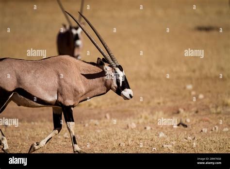 Oryx Face Hi Res Stock Photography And Images Alamy