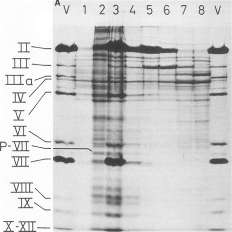 Sds Polyacrylamide Gel Electrophoresis Of Proteins Recovered After Mat