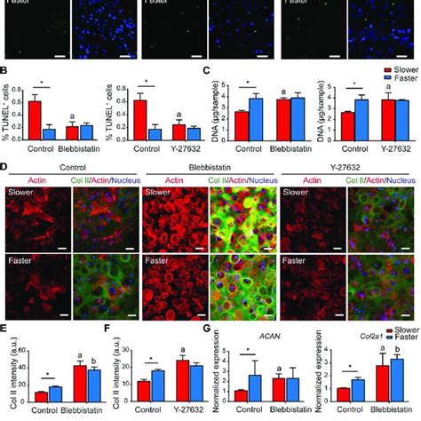 Matrix Viscoelasticity Plays Different Roles In The Periods Of Download Scientific Diagram