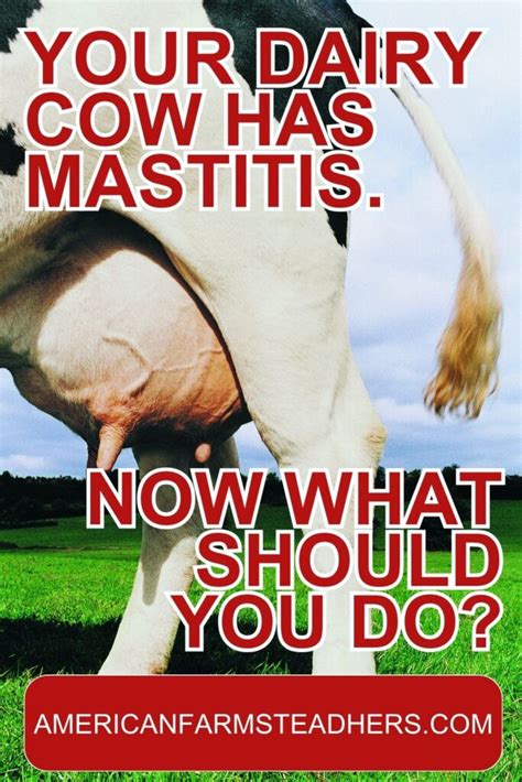 Your Dairy Cow Has Mastitis Now What Should You Do