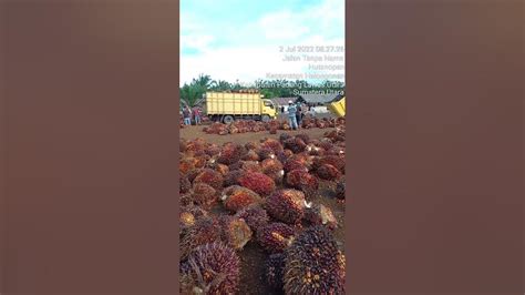Loading Buah Sawit Di Di Pabrik Youtube