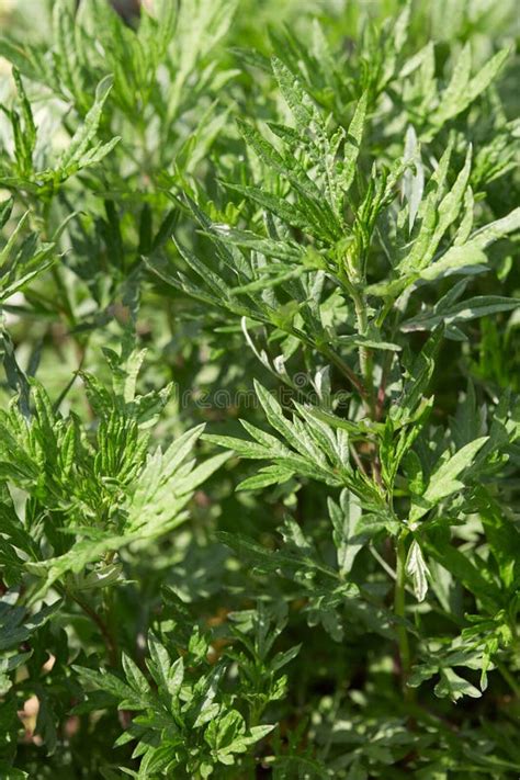 Mugwort Artemisia Vulgaris Plant And Green Leaves Stock Photo Image Of Garden Vertical