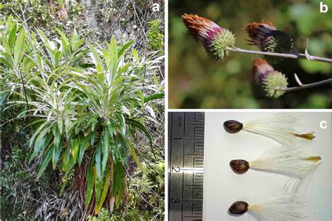 General habit (a), capitules (b) and seeds with pappus (c) of ...