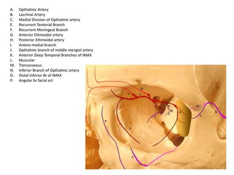 Retrobulbar Hemorrhage Anatomy Physiologypptx