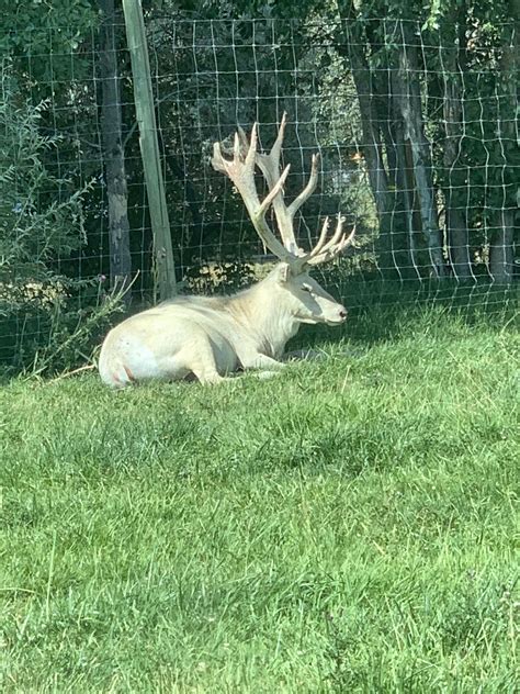 Monster Albino Whitetail Bucks