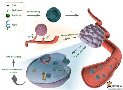 山东大学在新型多靶点纳米药物设计和应用方面取得新进展 知乎