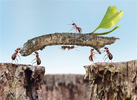 Do Ants Think Yes They Do — But They Think Like Computers Mind Matters