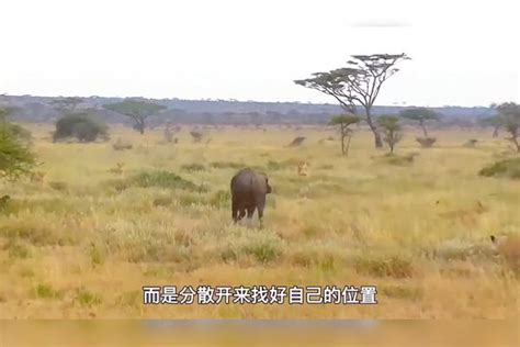 霸气水牛遭遇狮群围剿，双方展开激烈较量，最终它能否逃出生天