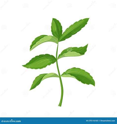 Stevia Diet Cartoon Vector Illustration Color Sign Stock Illustration