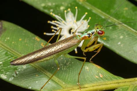 Insects Id Hapalopezella Maculata Hapalopezella Maculata
