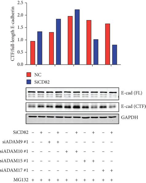 The Silence Of Adam17 Reversed The Shedding Of E Cadherin Caused By Download Scientific Diagram