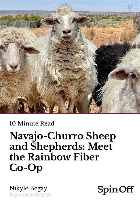 Navajo Churro Sheep And Shepherds Meet The Rainbow Fiber Co Op Spin Off