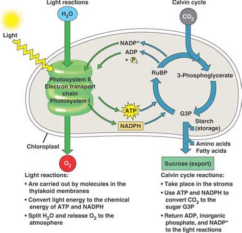 Photosynthesis Html Photosynthreview L
