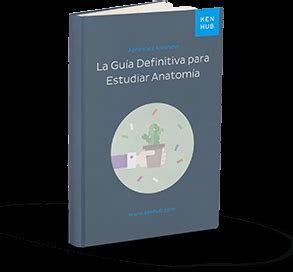 Cresta ilíaca Ubicación anatomía y función Kenhub