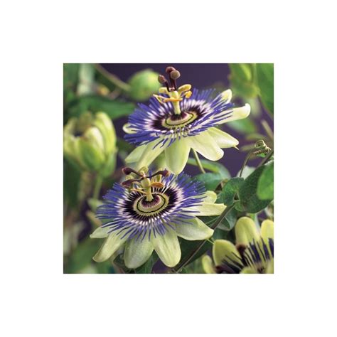 Passiflora Caerulea Passiebloem Snel Bestellen