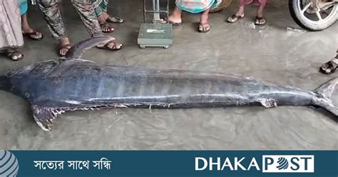 জেলের জালে ধরা পড়ল ১৮৫ কেজি ওজনের পাখি মাছ