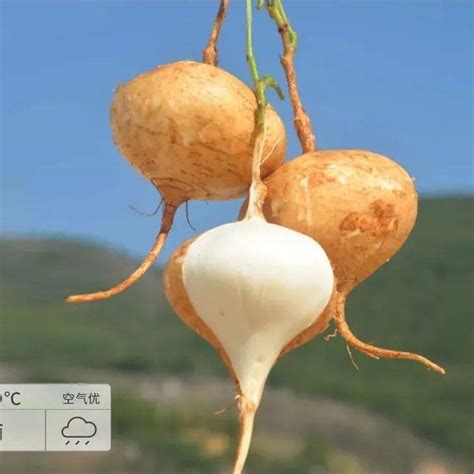 【每日一图·云游田城】地瓜开江刘艳妮李洪霞
