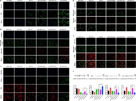The Effects Of Cccp And Csa On Mitochondrial Function And Mitophagy Of