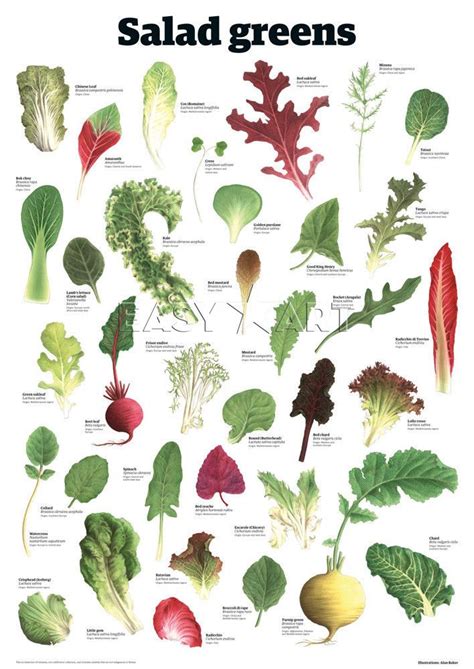 Salad Greens Insalata Verde Green Art Print Greens Edible Plants
