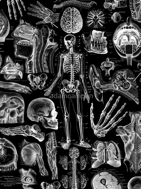 Vintage Anatomy Art