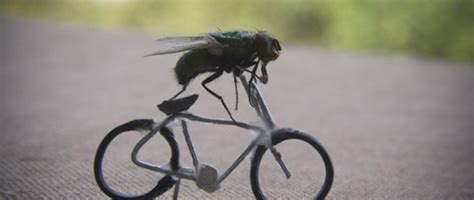 Qué es un bug facilware