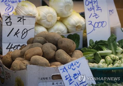 농촌경제연 전망저장 감자 출하량 감소에 가격 상승 연합뉴스 농촌경제연 전망저장 감자 출하량 감소에 가격 상승 연합뉴스