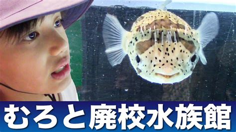 嘘ついたら「針千本飲ます」はハリセンボンが2匹必要！？ 〜高知県・むろと廃校水族館〜 Youtube