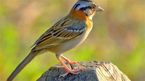 Tico Tico Saiba Tudo Sobre O Zonotrichia Capensis AQUI