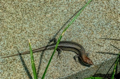 Skink Lizard Reptile Free Photo On Pixabay Pixabay
