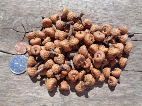 100 Pcs Small Undeveloped Acorns Dia 14 12 Red Oak Tree Acorns For