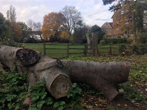 Friends Of Ashton Park Back Felling Of Unsafe Trees West Kirby