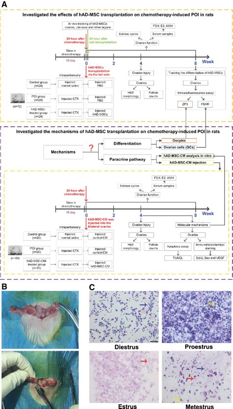 Experimental Protocols And Schematic A A Schematic Of The Experimental
