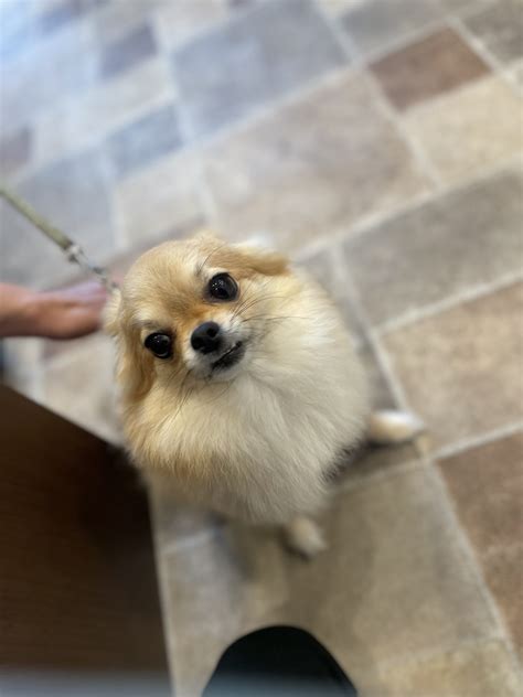 お仕事内容について 戸塚安行、東川口の猫カフェとドッグサロンlink