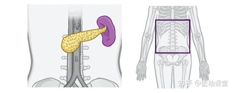 人体解剖学基础：脾脏和胰腺 知乎