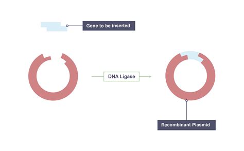 Igcse Biology 2017 512 Understand How Restriction Enzymes Are Used