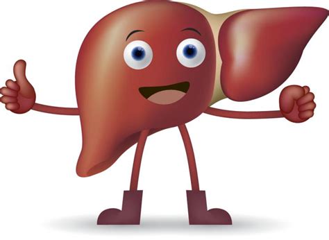 Факти за черния дроб които не знаете 2 4 Фото галерии Edna Bg