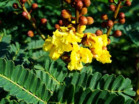 Peltophorum Pterocarpum Copperpod Freund Flowering Trees Inc