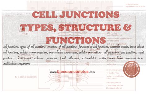 Extracellular Matrix Archives The Science Notes
