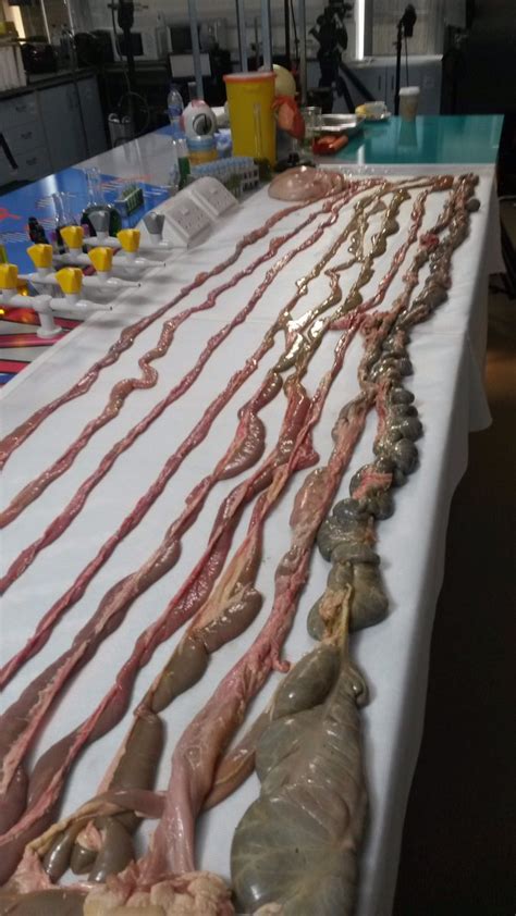 How Long Our Your Intestines