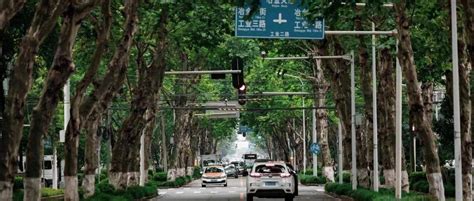上新！这10条“武汉最美林荫路”就在你家门口评选