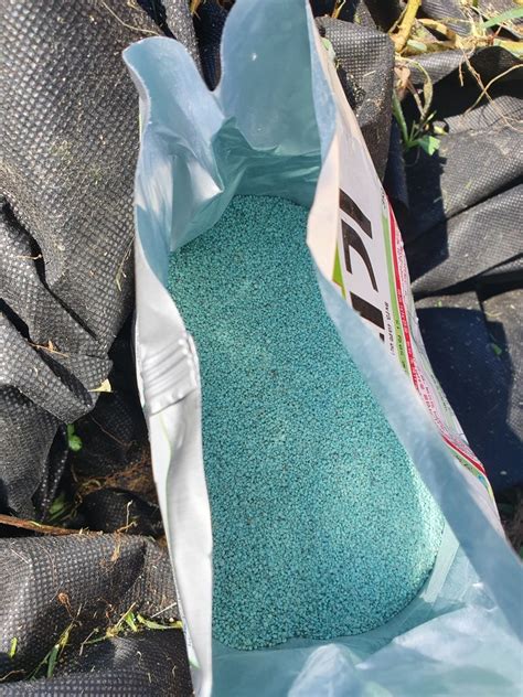 양파심는시기 파종시기 양파심기 심는법 수확시기캐는시기 재배 키우기 전과정 네이버 블로그