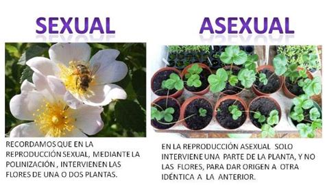 Reproducción Del Reino Vegetal Reino Vegetal