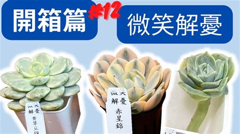 Fb微笑社團20220919多肉預購開箱！收到無根多肉該怎麼做，小詹先生來教你！可愛玫瑰錦 有錦沒錦傻傻分不清？＃陽台養多肉 ＃多肉植物＃進口