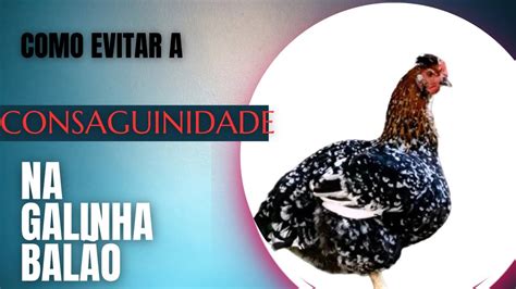 COMO TER SUCESSO NA CRIAÇÃO DA GALINHA SERTANEJA BALÃO AVES SAUDÁVEIS