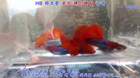 Hb 하프문 로즈 레드테일 구피 Youtube